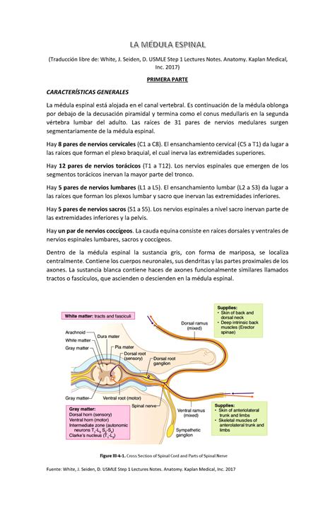 La Médula Espinal Parte 1 TraducciÛn Libre De White J Seiden D