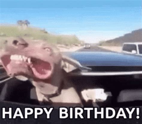 Funny Birthday S Download And Share