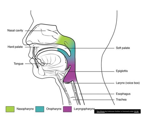 Unit 4 Lecture Notes And Powerpoint Flashcards Quizlet