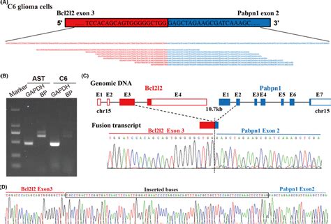 Discovery Of Bcl2l2‐pabpn1 Read‐through Fusion Transcript In Rat Cells Download Scientific