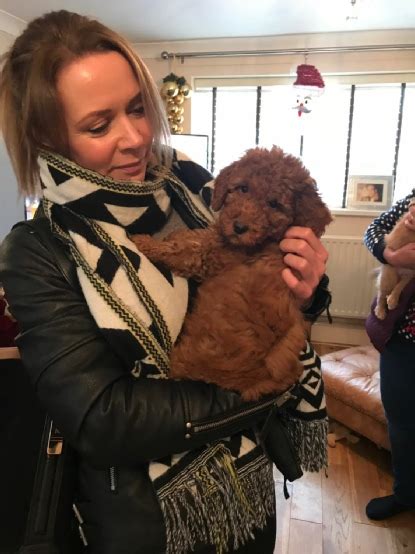 Donna Jays Dogue De Bordeaux Puppies Cavapoos And Cockapoos