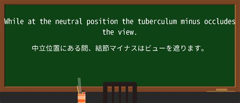 【英単語】tuberculumを徹底解説！意味、使い方、例文、読み方 おもしろい英文法