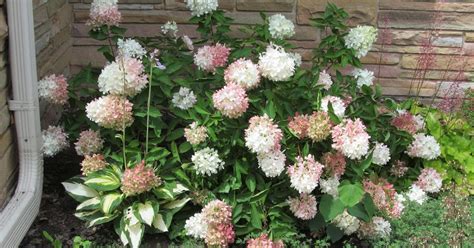 Exuberant Color Hydrangea Exuberant Color Hydrangea