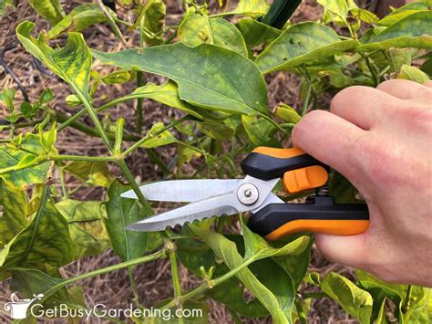 How To Prune Pepper Plants For Maximum Yield In 5 Steps Get Busy Gardening