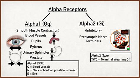 Alpha Adrenergic Receptors Types Function Location And Stimulation