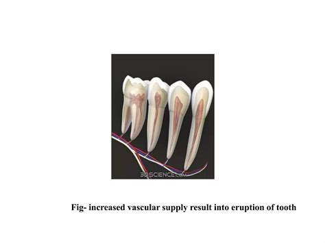 Tooth Eruption Ppt Pptx