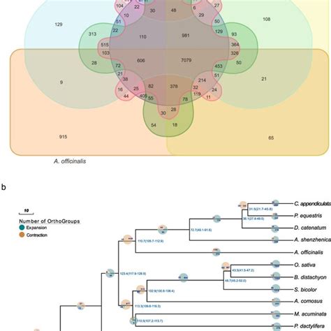 C Appendiculata Genome Evolution And The Distribution Of Gene Families Download Scientific