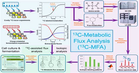 Metabolic Flux Analysis Mfa Creative Proteomics