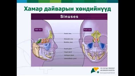 ЦУВРАЛ ЛЕКЦ Чих хамар хоолой ЮБаянмөнх Синусит Youtube