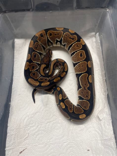 Huffman Ball Python By Crm Reptiles Morphmarket