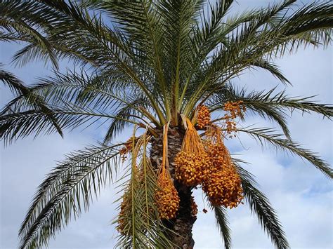Different Types Of Palm Trees With Pictures Info House Grail