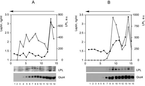 Fractionation Of Intracellular Microsomes From Rat Adipocytes In Download Scientific Diagram