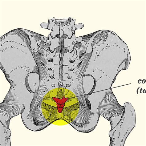 Vestigial Structures In Humans