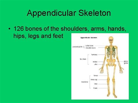 Appendicular Skeleton 126 Bones Of The Shoulders Arms