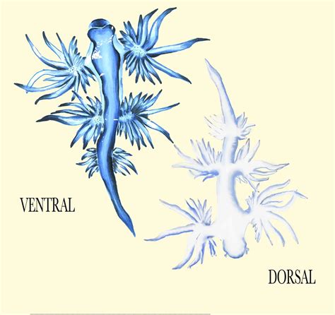 Glaucus Atlanticus Sea Slug Poster WNW