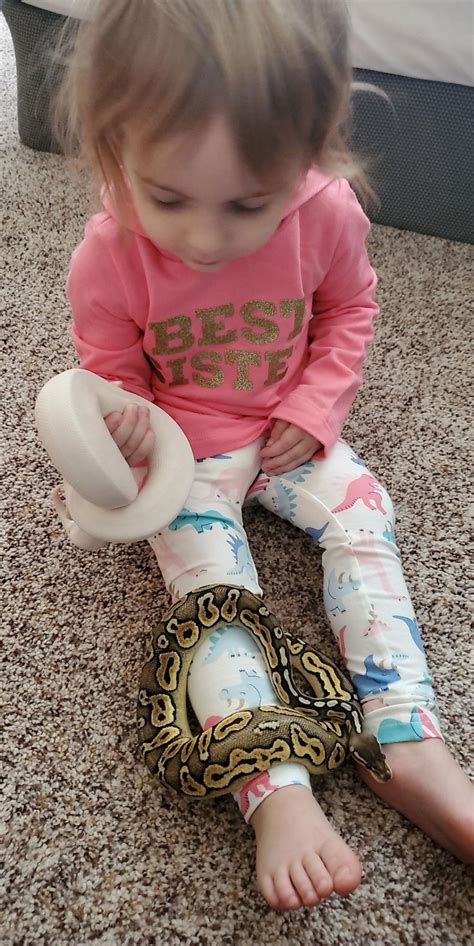 Ball Python Of The Month June Submissions Contests MorphMarket Reptile Community