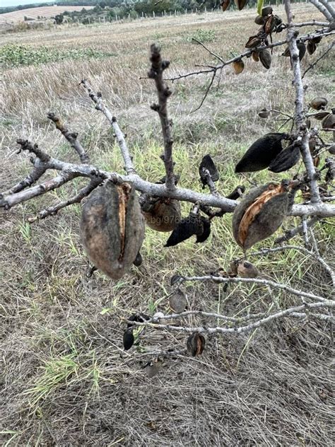 Ябълчево Продавам земеделска земя Земеделска земя 5000 кв м Не е посочено Земеделска земя