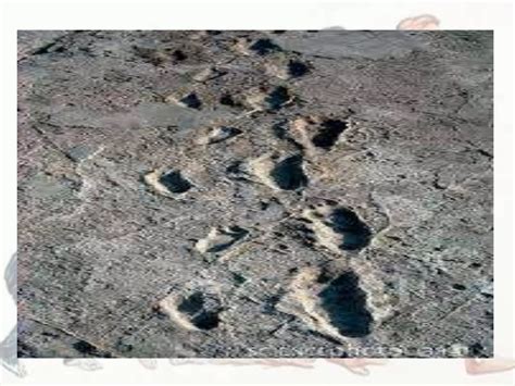 The Australopithecines Anthropology Pptx