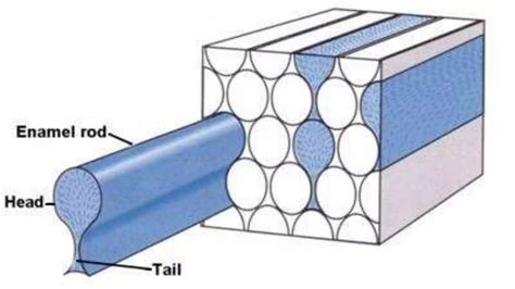 Enamel Structure And Development Pptx