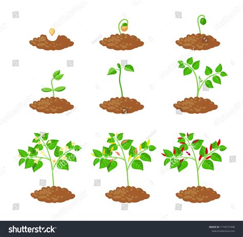 Chilli Pepper Plant Growth Stages Infographic 库存矢量图（免版税）1718191948