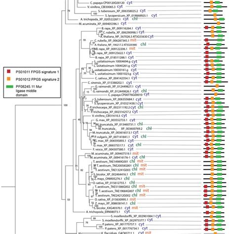 phylogenetic analysis subcellular localization and domain composition