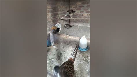 Pheasent Ladyamherstpheasant Birds Enjoy Youtube