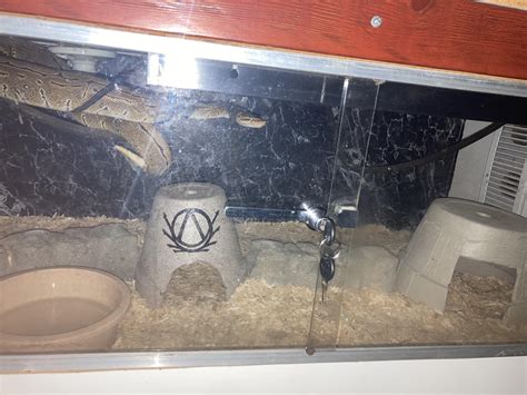 One Of My Five Ball Pythons Ranimal