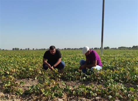 Experimental Crop Area Source Compiled By The Authors Download Scientific Diagram