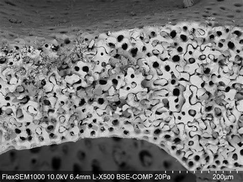 Scanning Electron Microscopy Sem