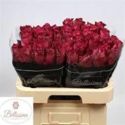 R Gr Inevitable Ferdinand Doo