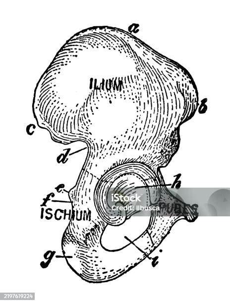Hip Bone Stock Illustration Download Image Now 1890 1899 1898