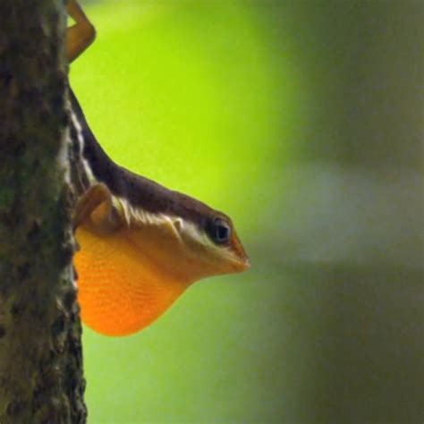 Using Dna To Explore Lizard Phylogeny