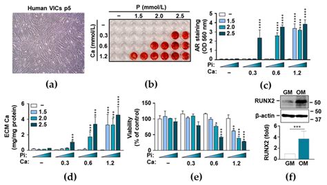 Osteogenic Stimuli Induce Extracellular Matrix Mineralization And Ca Download Scientific