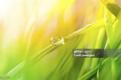 Morning Dew On Blades Of Grass During Sunrise Or Sunset High Res Stock