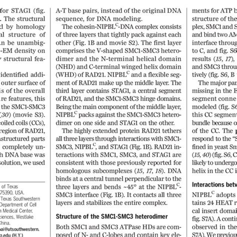 Interactions Between Nipbl C And The Smc1 Smc3 Heterodimer A And B