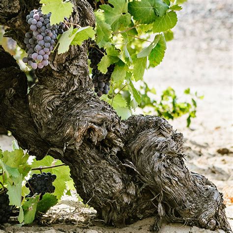 Cline Family Cellars - California Wine Country