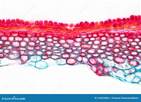 Sclerenchyma Sclerenchyma