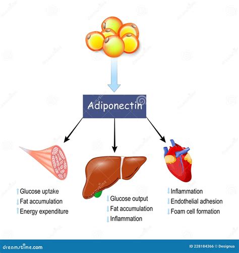 Adiponectin Adipose Tissue Stock Vector Illustration Of Heart Lipid