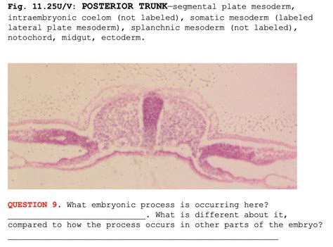 Solved Fig 11 250 V Posterior Trunk Segmental Plate