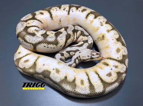 Killer Bee Calico Ball Python By Trigg Reptiles Morphmarket