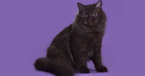 Les Chats Noirs à Poil Long Conseils Animauxfr