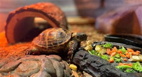What Do Box Turtles Eat Beginners Feeding Guide Voyo Pets