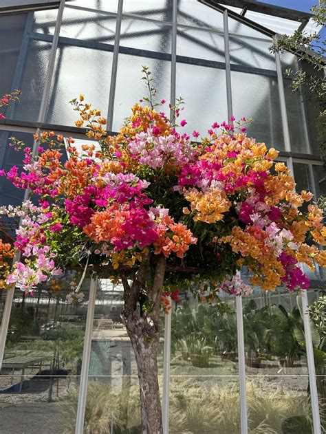 Bougainvillea Colors Varieties