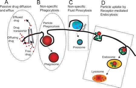 Processes Leading To Cellular Delivery Of Drug A Passive Diffusion Of Download Scientific