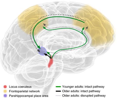 Comparisons Of Younger And Older Adults Functional Connectivity