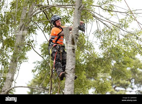 Tree Surgeon Cutting Branches Off Trees With Chain Saw With Safety Gear Stock Photo Alamy