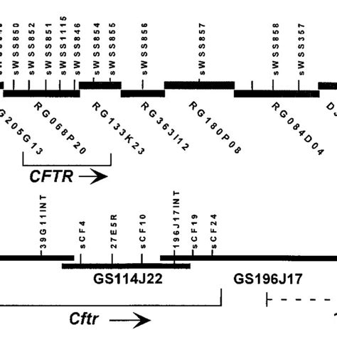 Sequence Maps Of The Genomic Segments Encompassing The Human Cftr And