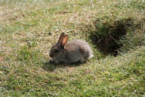 Rabbit Infestations Effective Deterrence Methods Liverpool Pest Controls