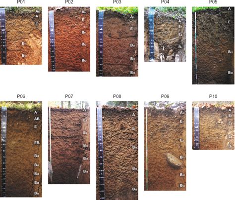 Photographs of the studied Luvisols. | Download Scientific Diagram