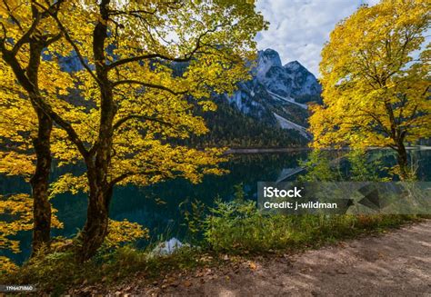 맑고 투명한 물과 반사와 평화로운 가을 알프스 산 호수 근처 큰 단풍 나무 고소센 또는 Vorderer 고사우제 호수 어퍼 오스트리아 0명에 대한 스톡 사진 및 기타 이미지